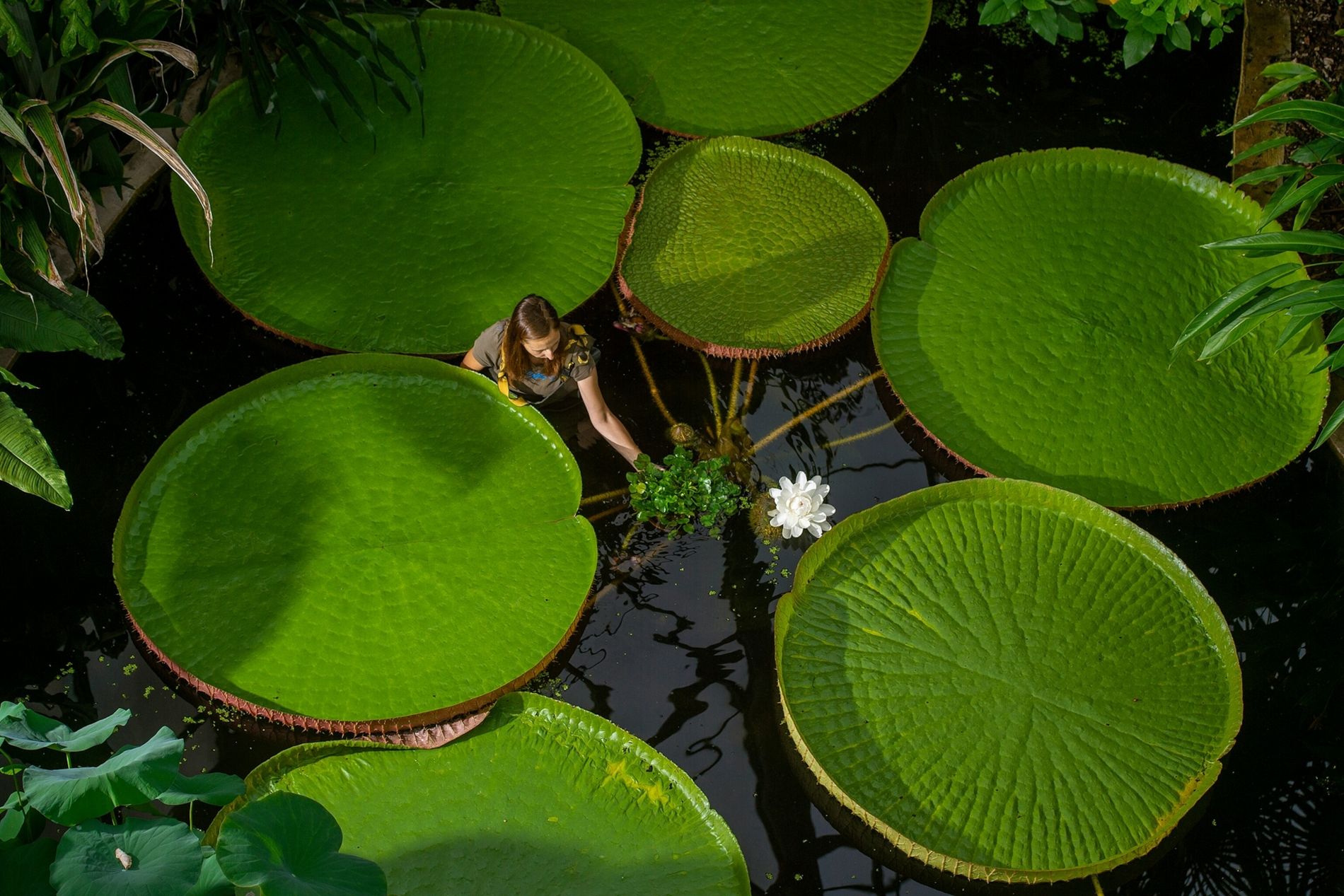 Victoria amazónica: el asombroso nenúfar gigante de la Amazonia ...
