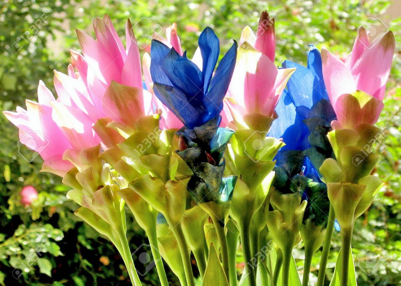 Flor de cúrcuma | Flores Exóticas