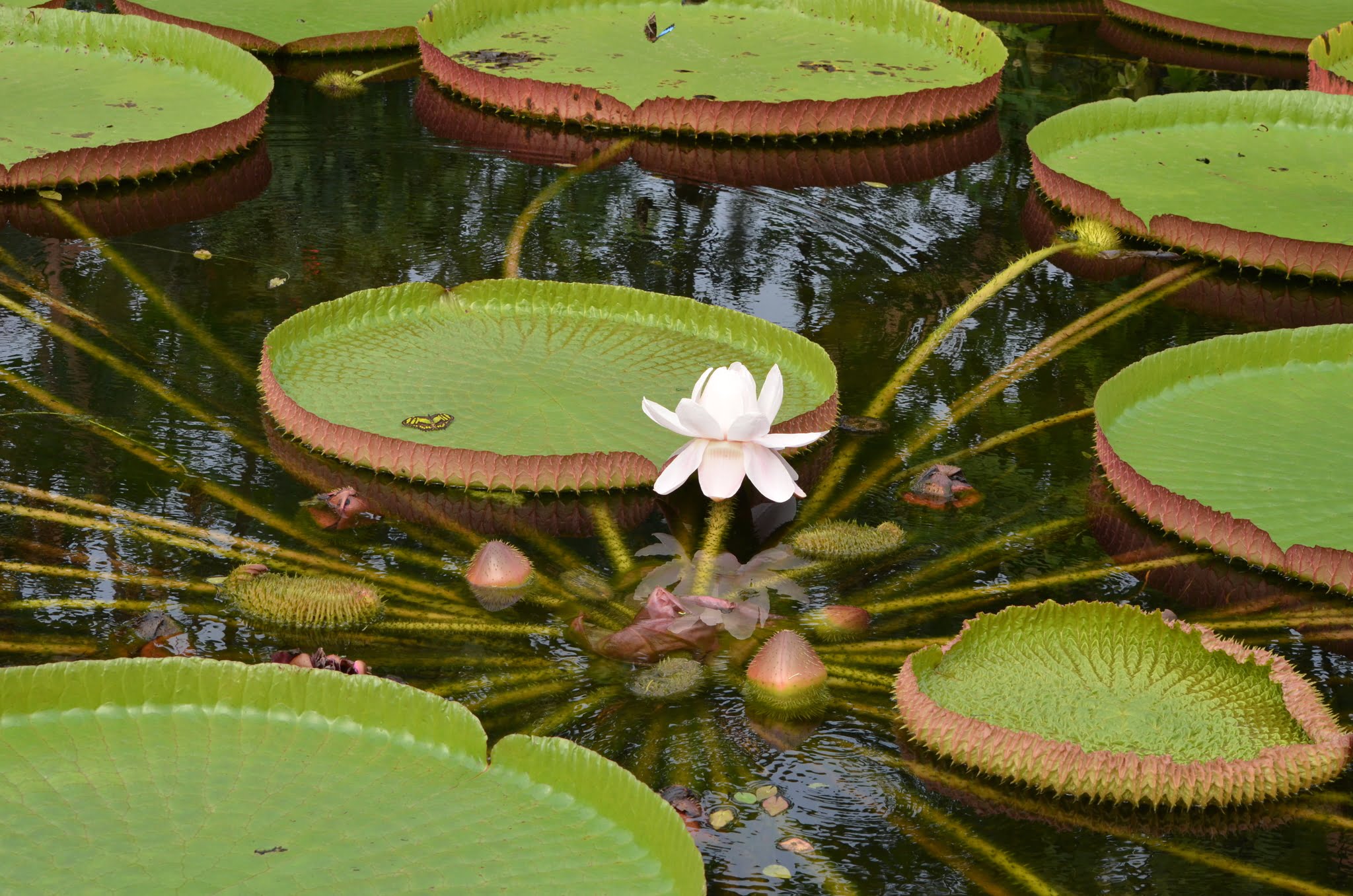 Victoria amazónica: el asombroso nenúfar gigante de la Amazonia ...